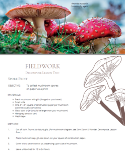 Nature Study – Storyschooling