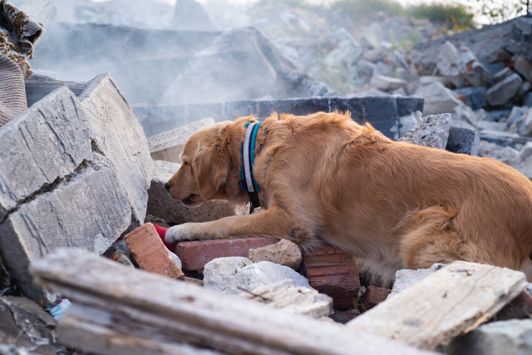 33 Heroes: True War Stories of Courageous Animals - Storyschooling