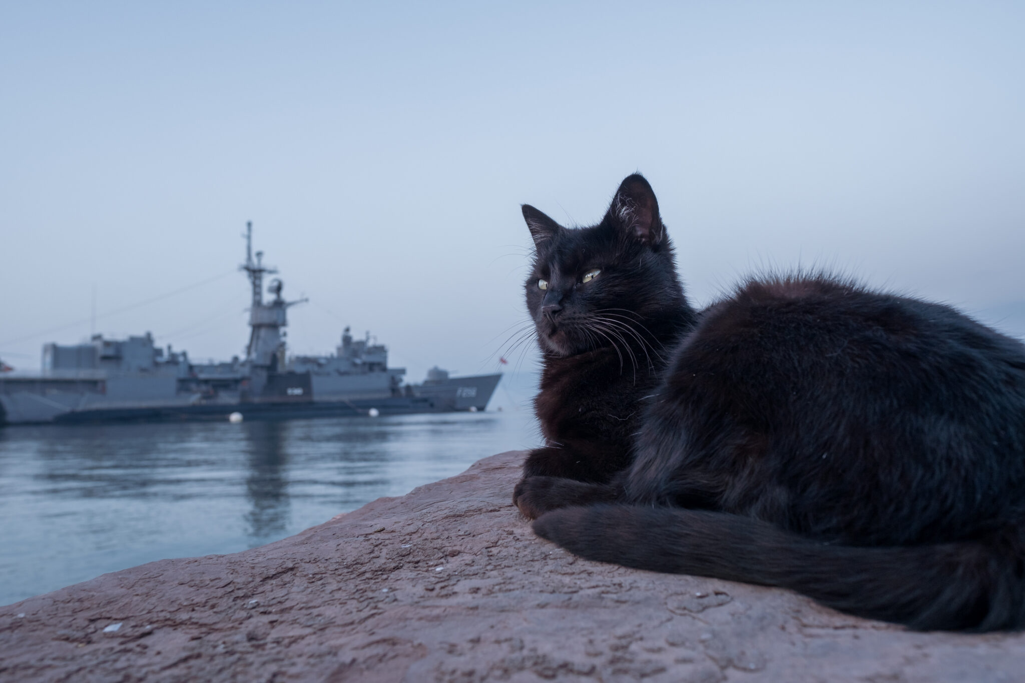 33 Heroes: True War Stories of Courageous Animals - Storyschooling